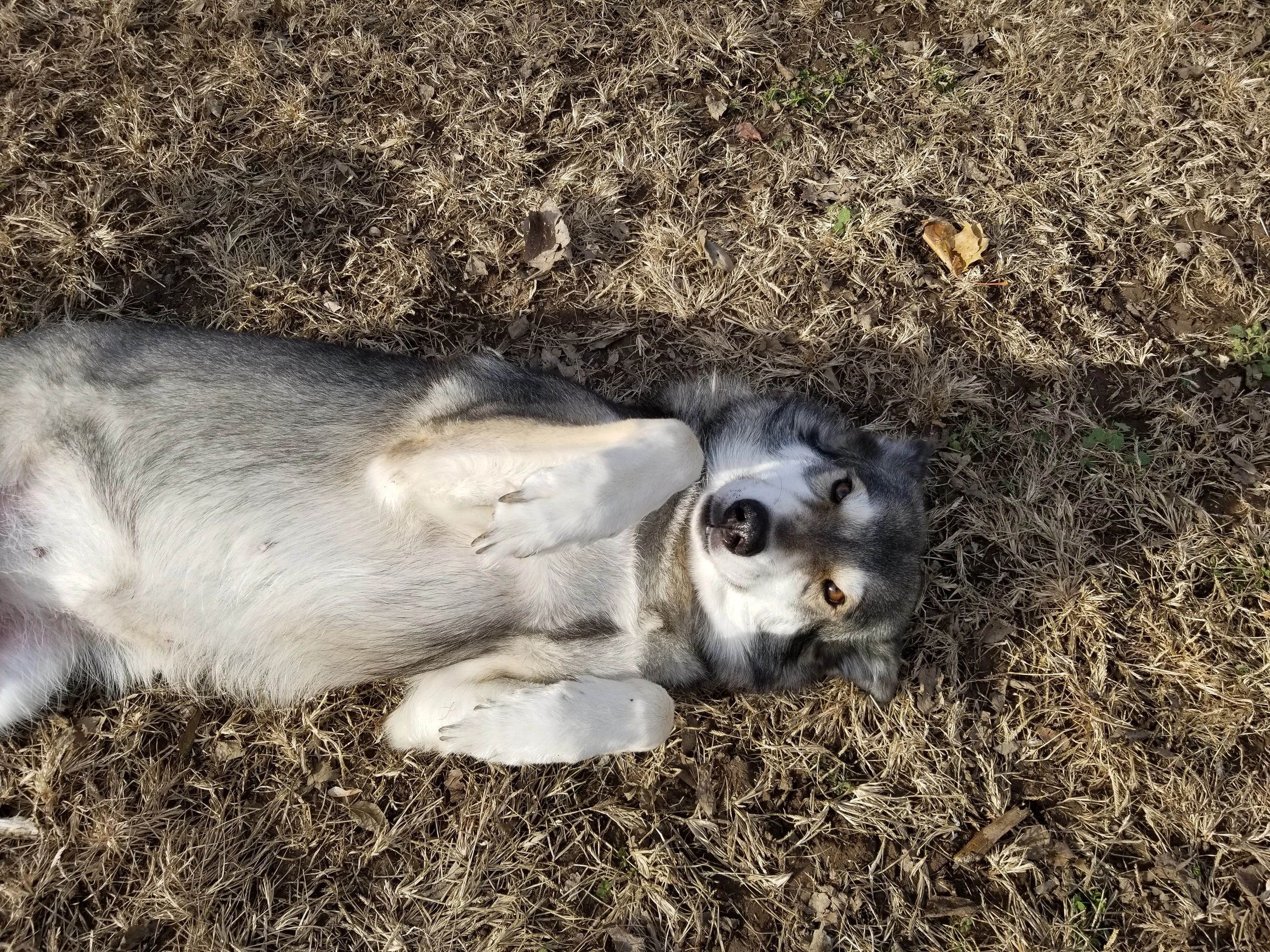 Dog Training, Obedience Training - Devoted K9 - Franklin, Tennessee