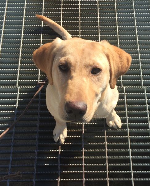 Labrador Narcotics Dog