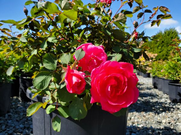 Roses in #3gallon pot
