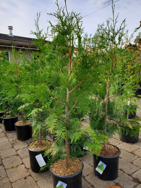 Western Red Cedar Thuja plicata Excelsa cedar 6 feet in number 5 gallon pot