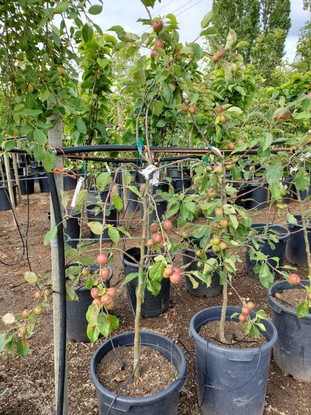 apple tree 6-7 feet in #15 gallon pot