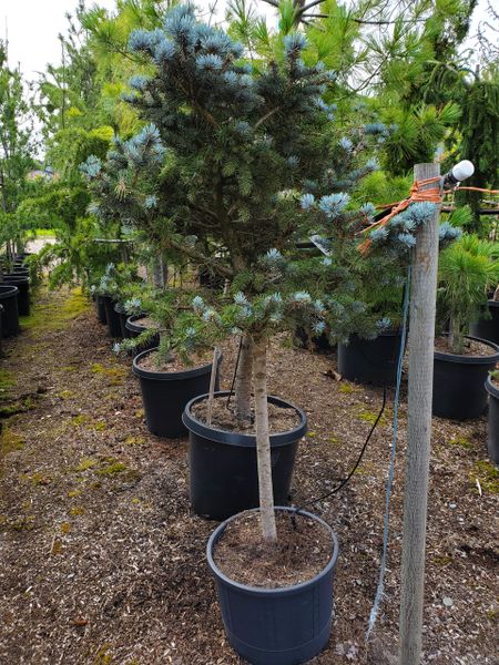 blue spruce on std. in #20 gallon pot