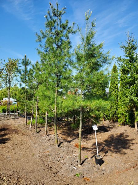 Black or white 15 to 25 feet + Pine tree