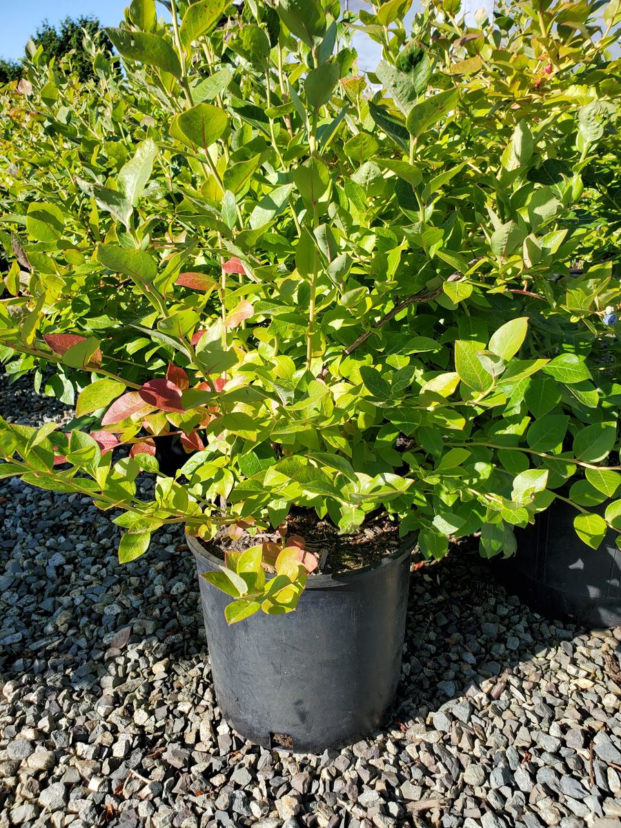 Blueberries Tree in #3 Gallon pot / 2-3 feet {Mixed varieties}