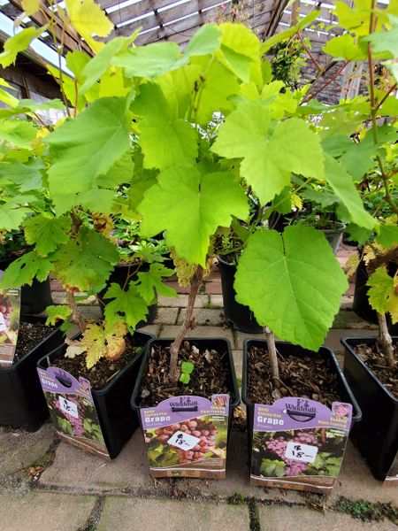 Suffolk and Flame Seeded table grapes. #1 Gallon