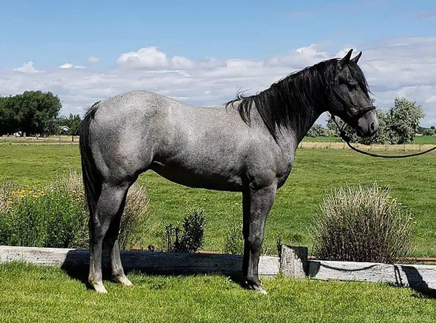 Ruleperformancehorses