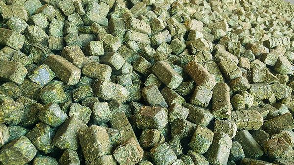 Oat & Alfalfa Hay Cubes