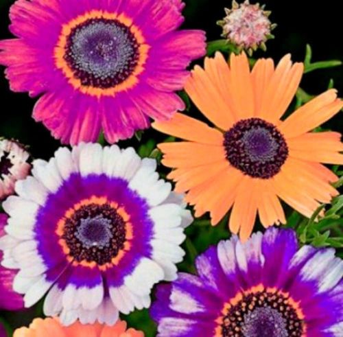 Beautiful Mixed Painted Daisy Flower Seeds