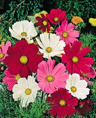 Sensation Mix Tall Cosmos