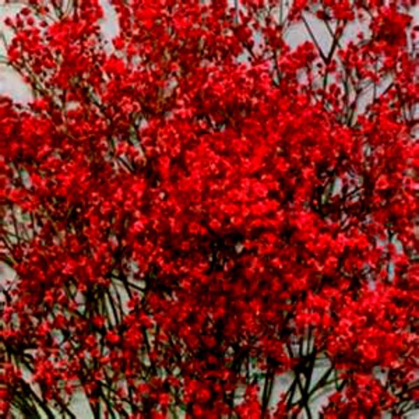 Beauitiful Bright Red Baby's Breath Seeds