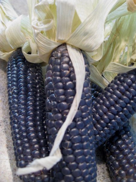 Mini Blue Popcorn Seeds - Makes Great Tasting Popcorn!