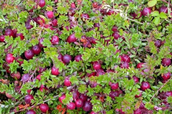 American Cranberry Seeds