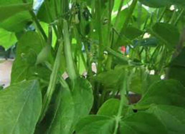 Navy Bean Seeds