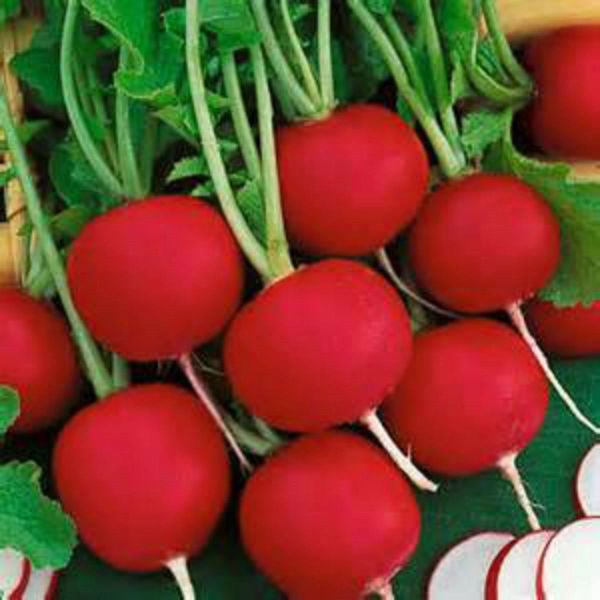 Early Scarlet Globe Radish Seeds