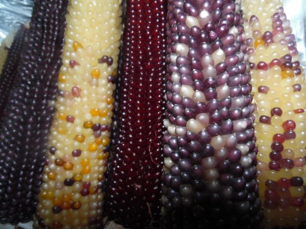 Rainbow Popcorn Seeds
