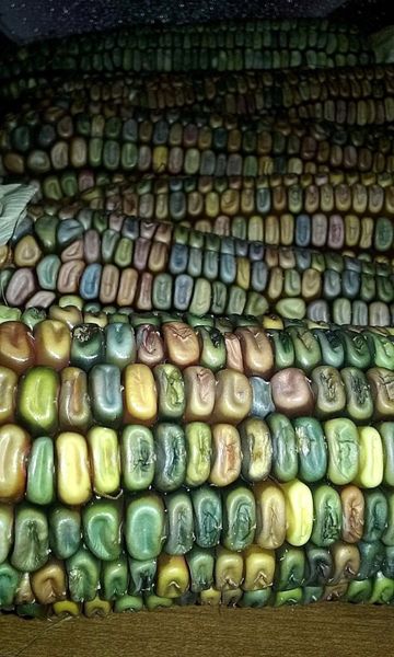 Earth Tones Dent Corn Seeds