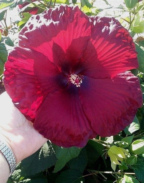 Beautiful red Hardy Hibiscus Seeds