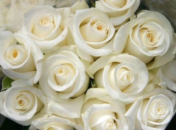 Snow White Rose Bush Seeds