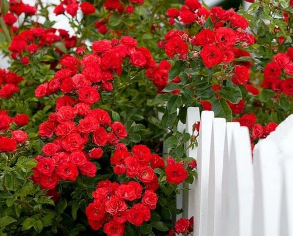 Rare Deep Red Climbing Rose Seeds