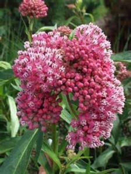 Old Fashioned Tall Pink Butterfly Weed Seeds