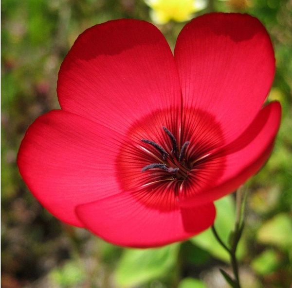 Scarlet Flax Seeds - BEAUTIFUL COLOR