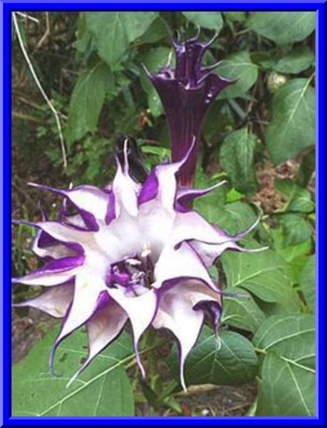 Datura Ballerina Purple Devil Trumpet Seeds