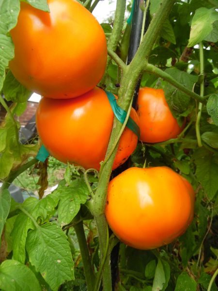 Sunshine Tomato Seeds