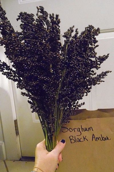 Black Amber Sorghum Seeds