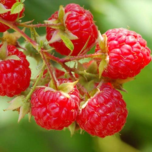 Heritage Red Raspberry Seeds