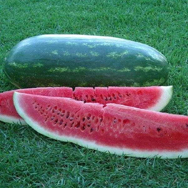 Giant Congo Watermelon Seeds