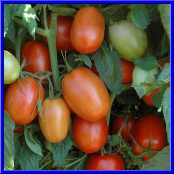 Debarao Bush Tomato - Loads of Fruit on Compact Bush Plants