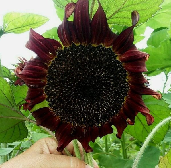 Red Hedge Sunflower Seeds -Plants have Variegated Stalks!