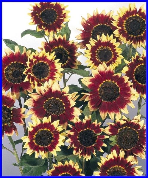 Florenza Sunflower Seeds (Many Beautiful Heads) 3 -4 ft tall