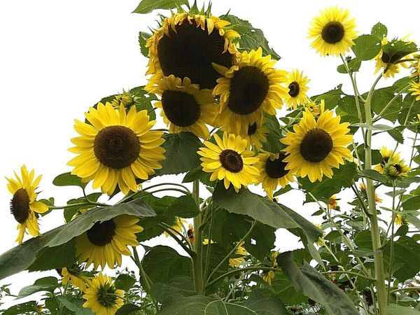 Moonwalker Sunflower