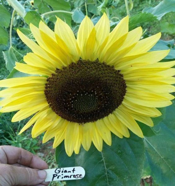 Giant Primrose Sunflower