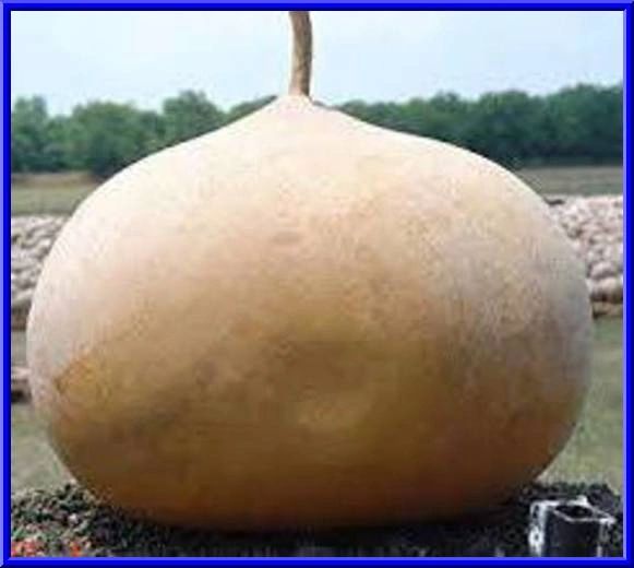 Bushel Gourd Seeds