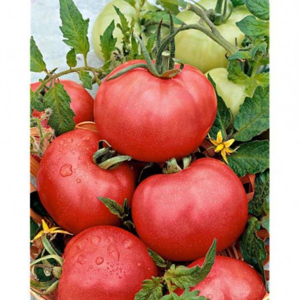 Arkansas Traveler Tomato
