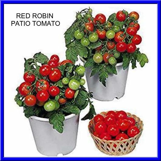 Red Robin Tomato Seeds- Grow in Pots & Hanging baskets (Dwarf)