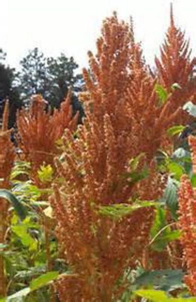 Chinese Orange Giant Amaranth Seeds