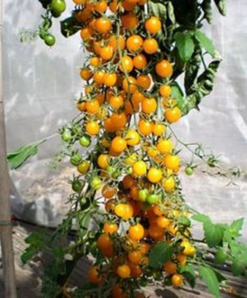 Galapagos Wild Tomato