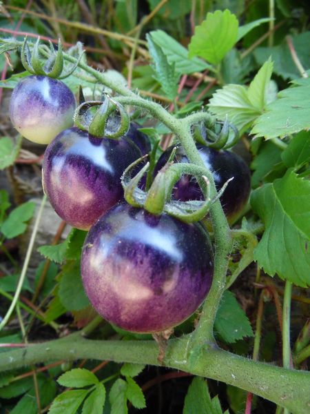 Bosque Blue Bumblebee Tomato Seeds