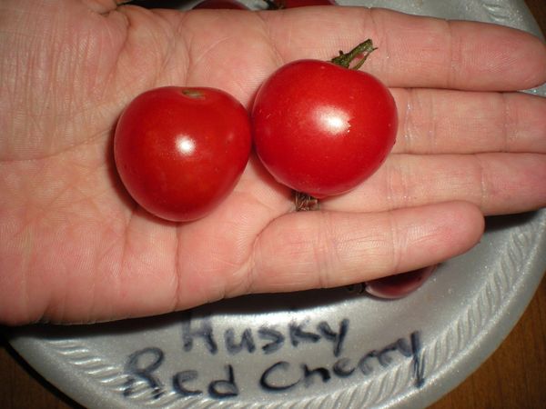 Husky Red Cherry Heirloom Tomato Seeds