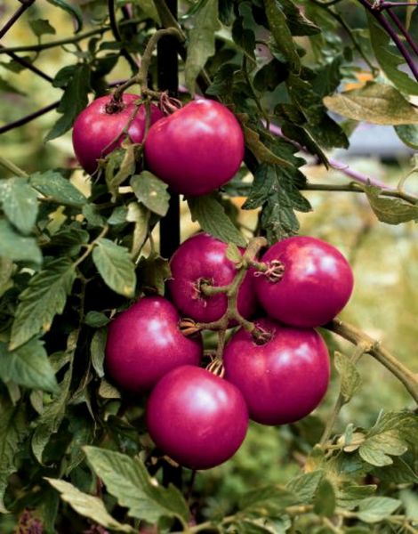 Eva's Purple Ball Heirloom Tomato Seeds