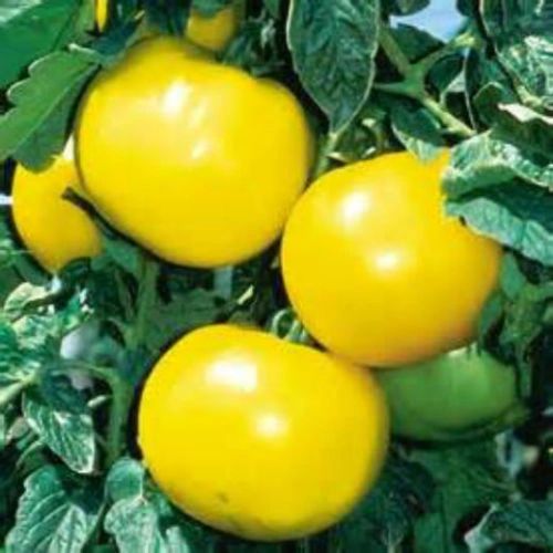 Golden Boy Tomato Seeds