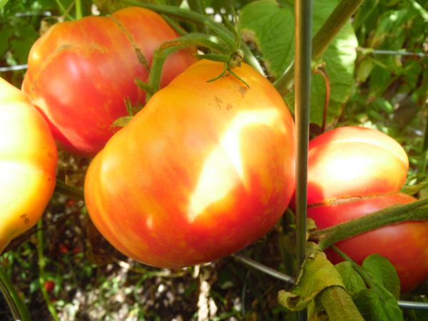 Hillbilly Flame Tomato Seeds
