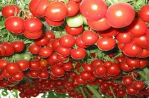 Italian Tree Tomato Seeds (Grows like a tree!)