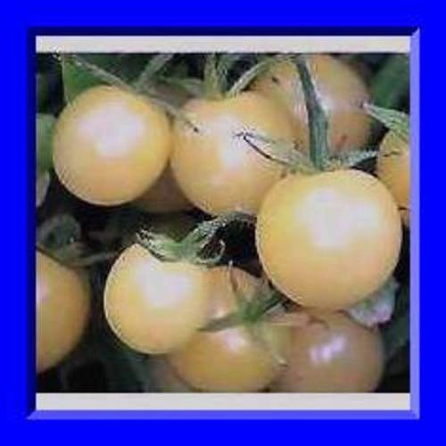Super Snow White Cherry Tomato Seeds