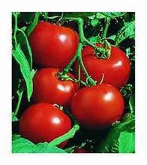 Rutger's Improved Tomato Seeds