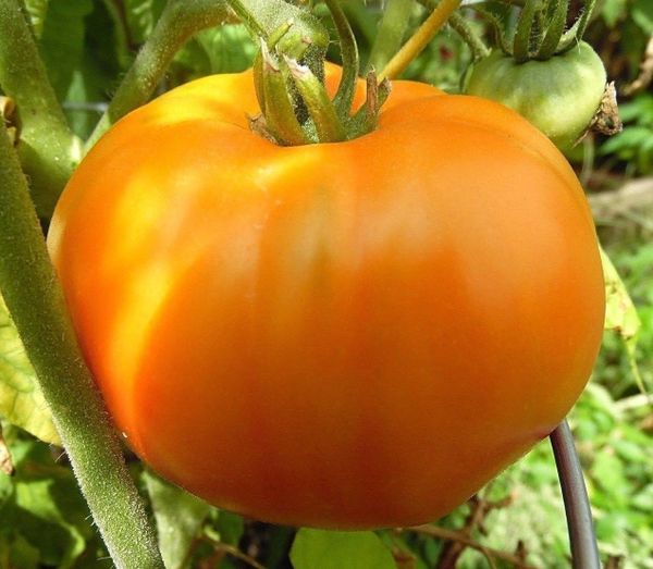 Moonglow Tomato Seeds
