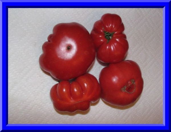 Lumpy Red Tomato Seeds